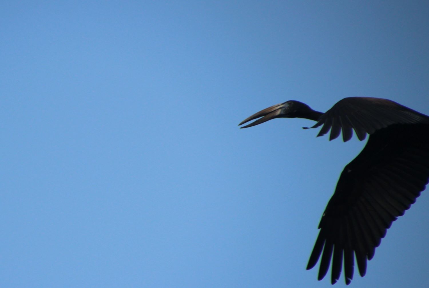 Bec ouvert africain – Bouche du Roy – Réserve de biosphère du Mono MAB ...